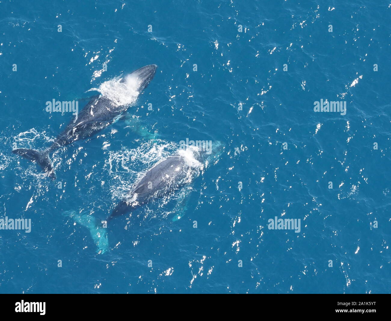 Above water whale wildlife hi-res stock photography and images - Alamy
