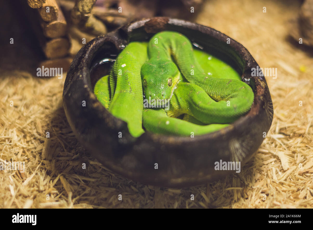 Green tree python Morelia viridis. Young green snake folded Stock Photo ...