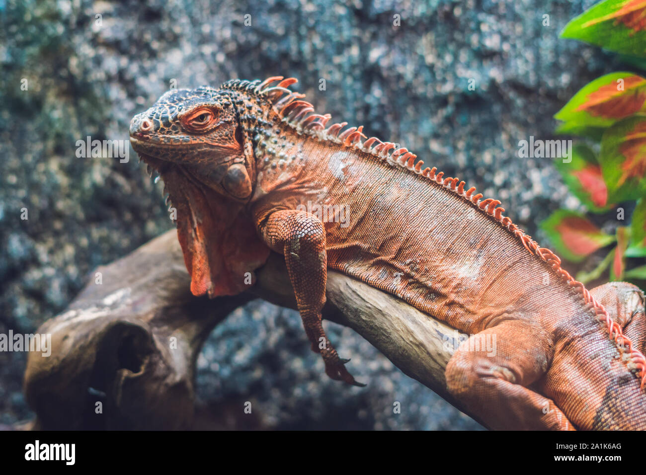 Dracaena guianensis hi-res stock photography and images - Alamy