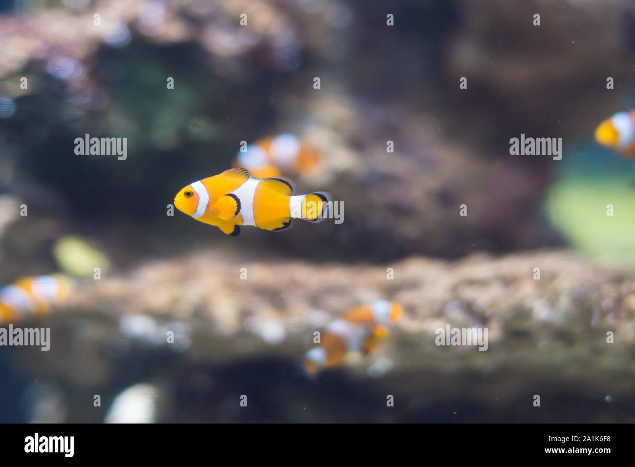 Clown fish in fishtank hi-res stock photography and images - Alamy