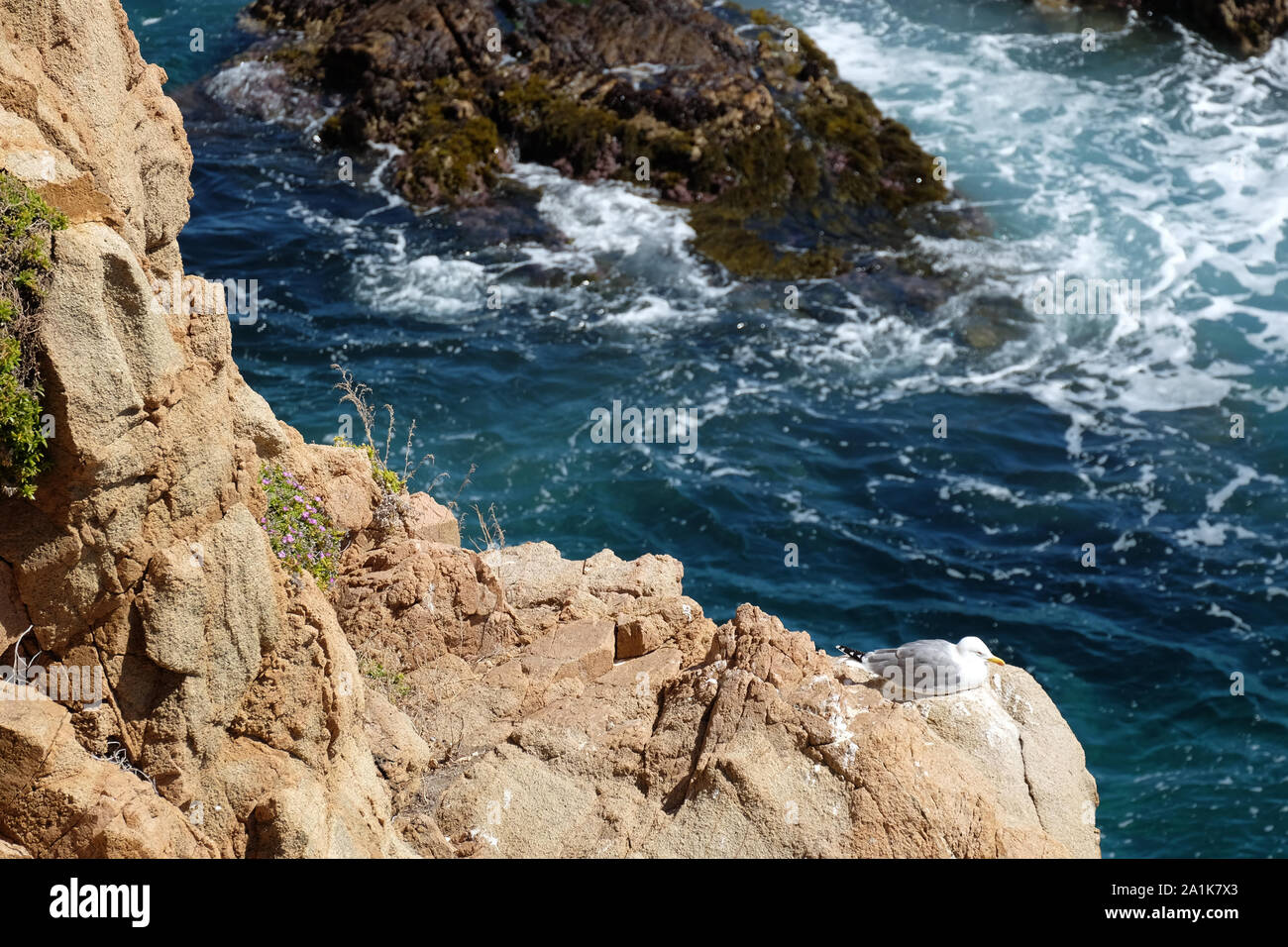 Rocks and sea in Costa Brava Stock Photo - Alamy