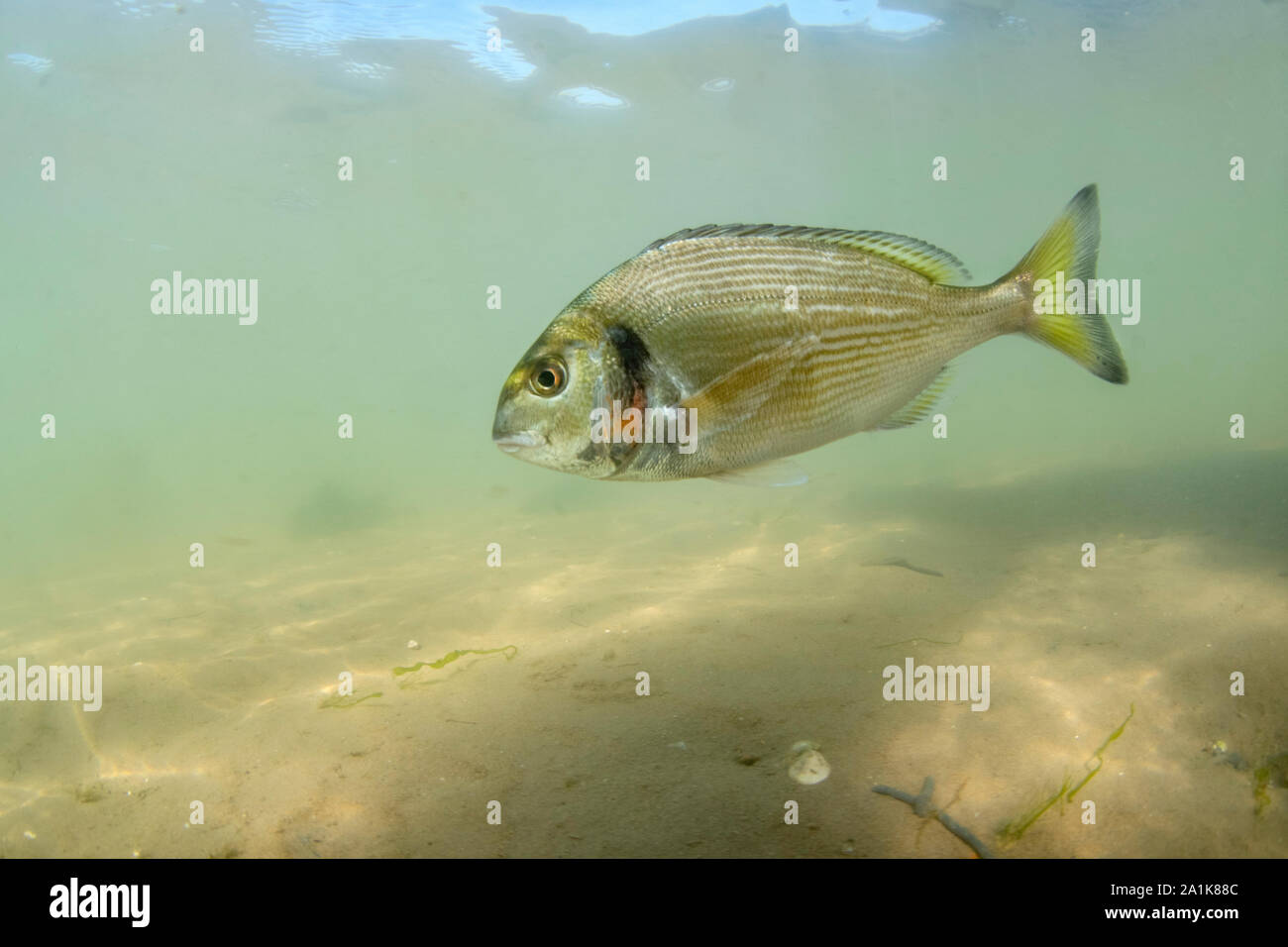 gilthead seabream , Sparus aurata, estuary mouth, dorset, september ...
