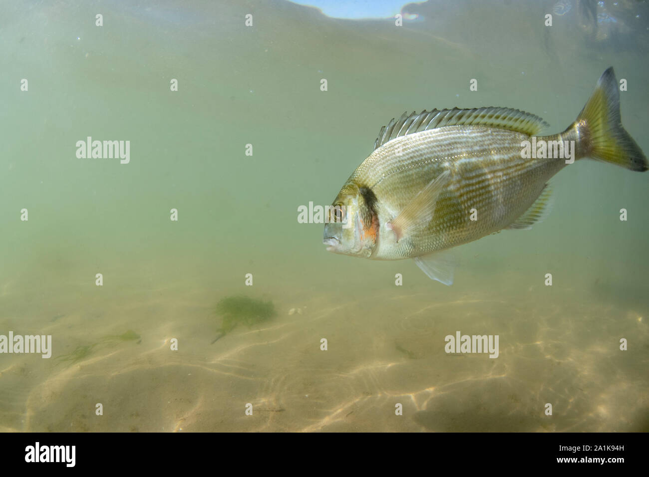 gilthead seabream , Sparus aurata, estuary mouth, dorset, september ...