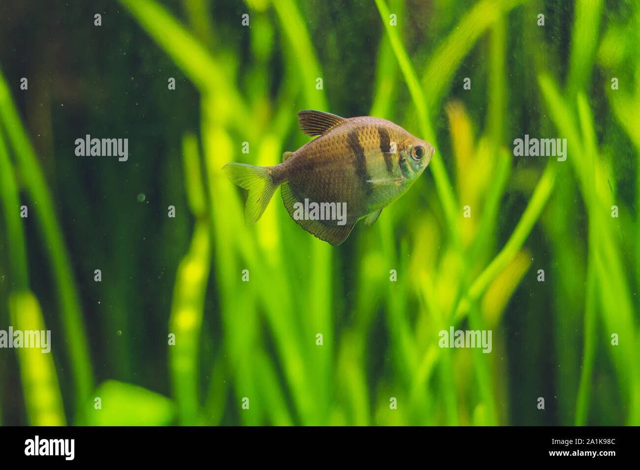 Dwarfcichlid hi-res stock photography and images - Alamy