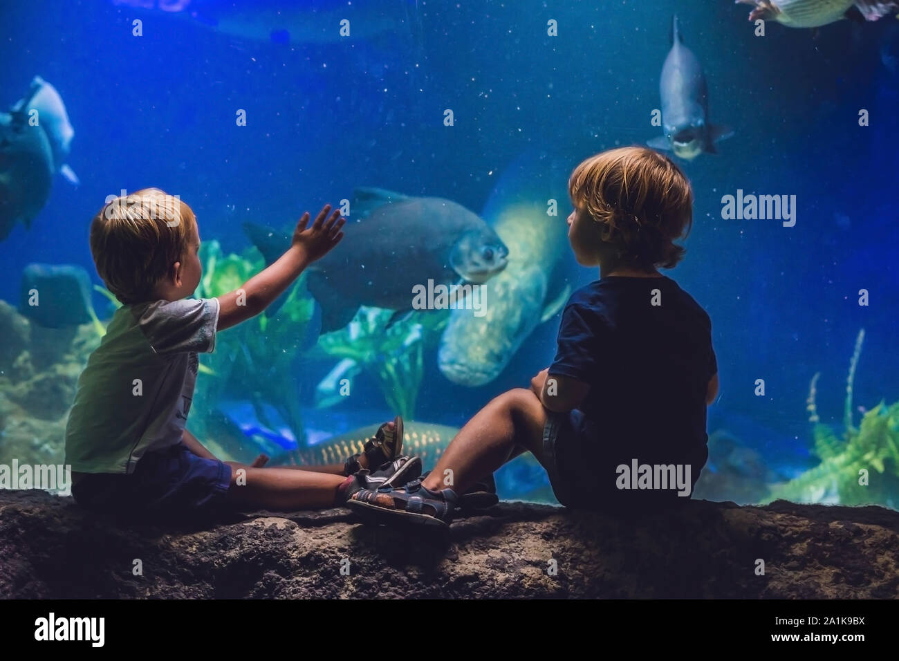 Two boys look at the fish in the aquarium Stock Photo - Alamy