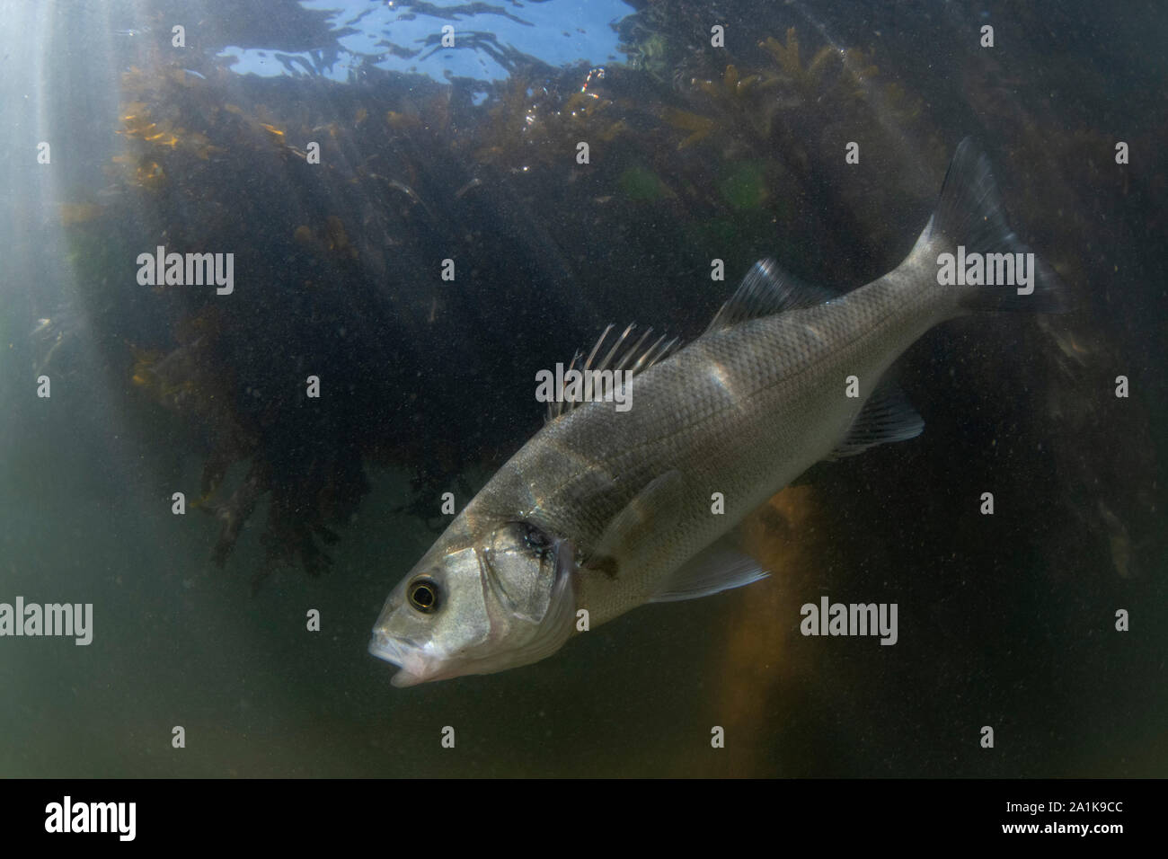 european bass, Dicentrarchus labrax, dorset, september Stock Photo - Alamy