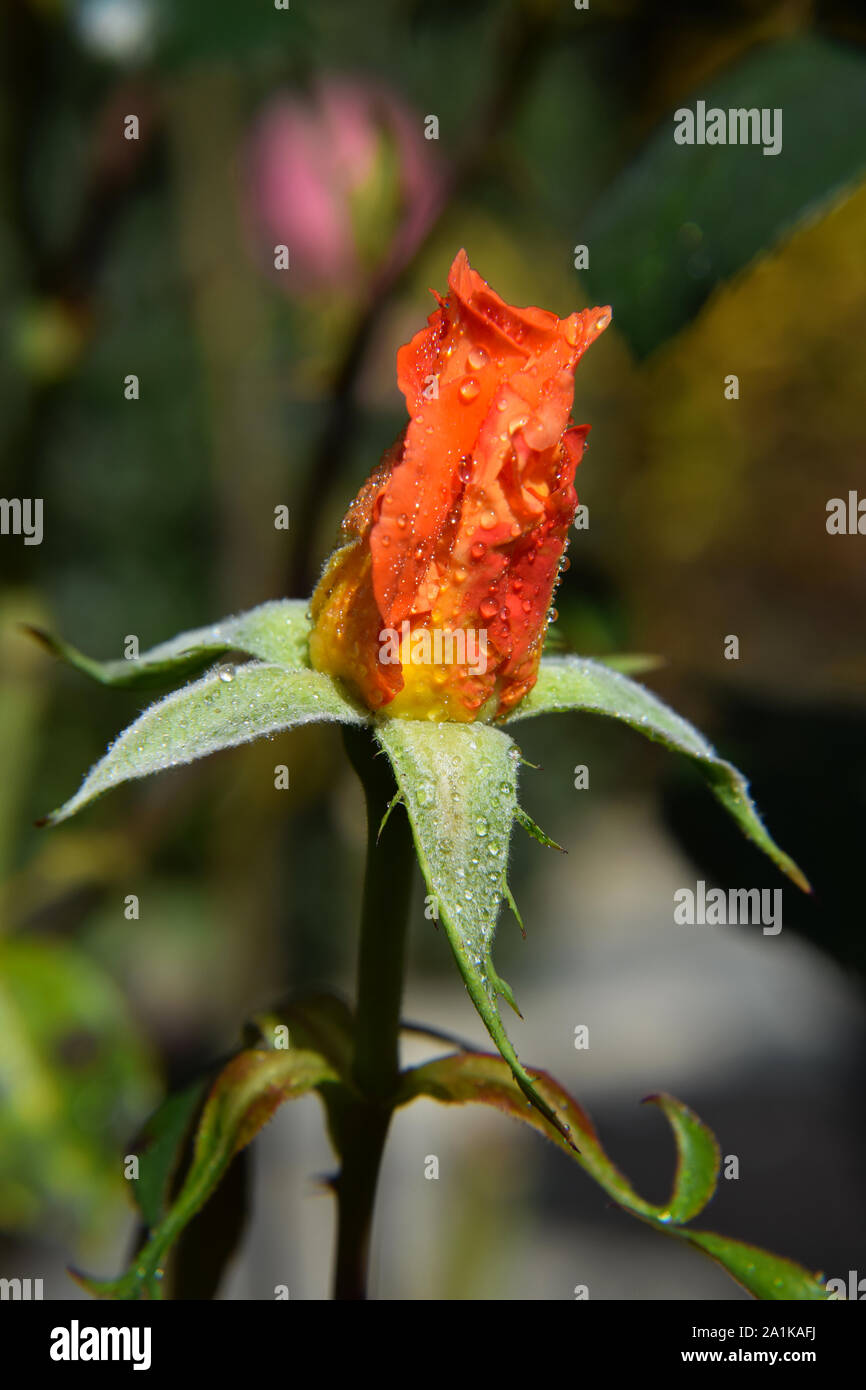 Orange Opening Rose Bud with Water Drops on the Petals - Beautiful ...