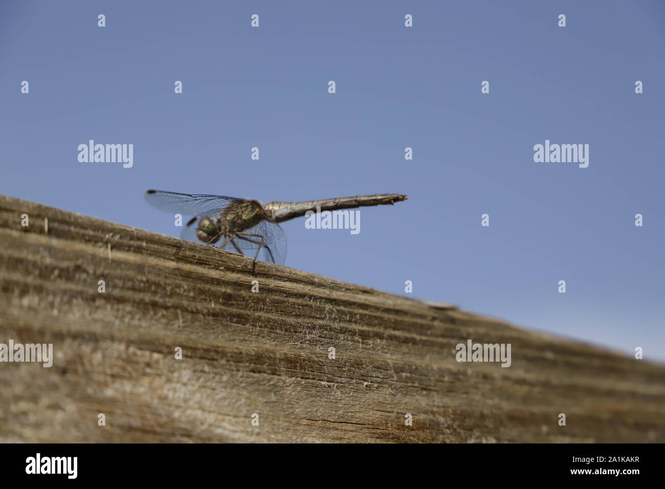 Dragonfly taking rest hi-res stock photography and images - Alamy
