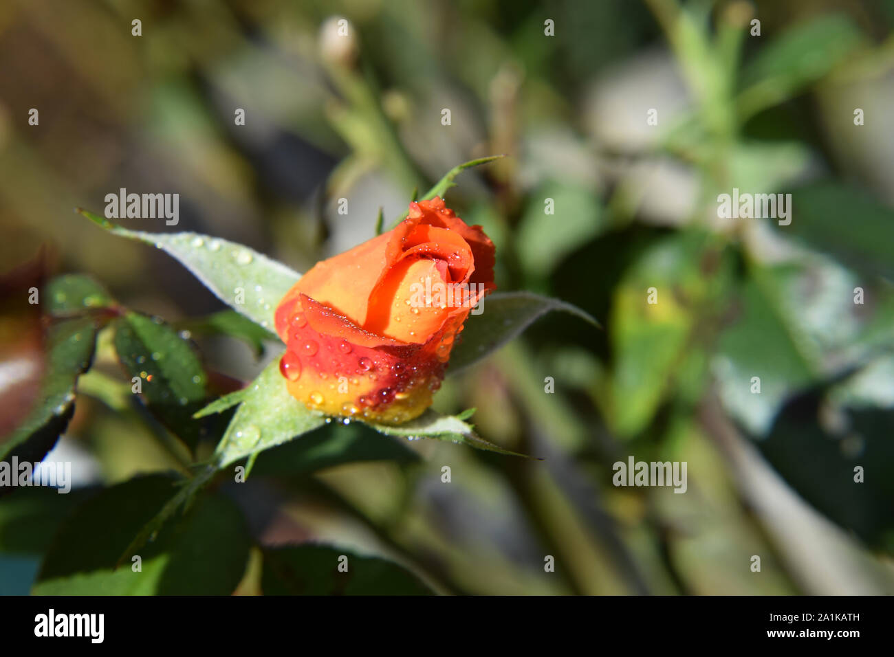 Orange Opening Rose Bud with Water Drops on the Petals - Beautiful ...
