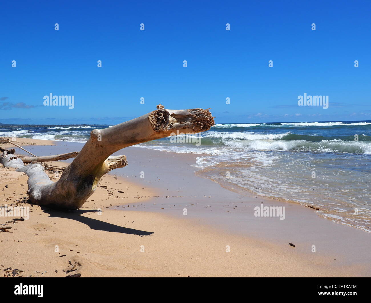 Driftwood log hi-res stock photography and images - Alamy