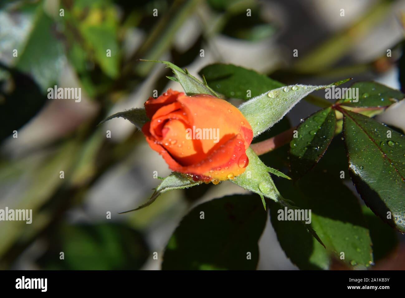 Orange Opening Rose Bud with Water Drops on the Petals - Beautiful ...