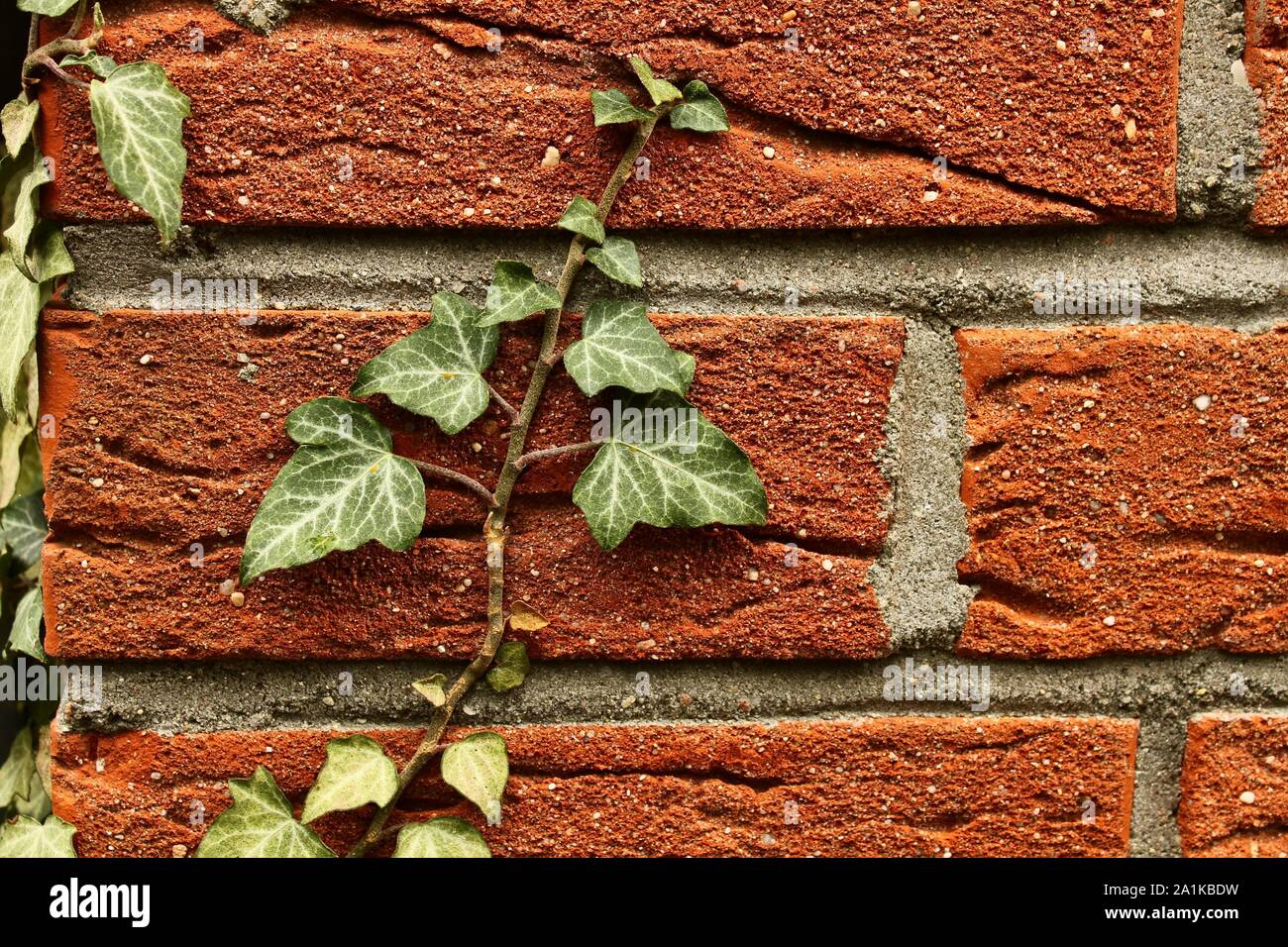 An ivy plant with small olive green colored leaves climbs a crimson ...
