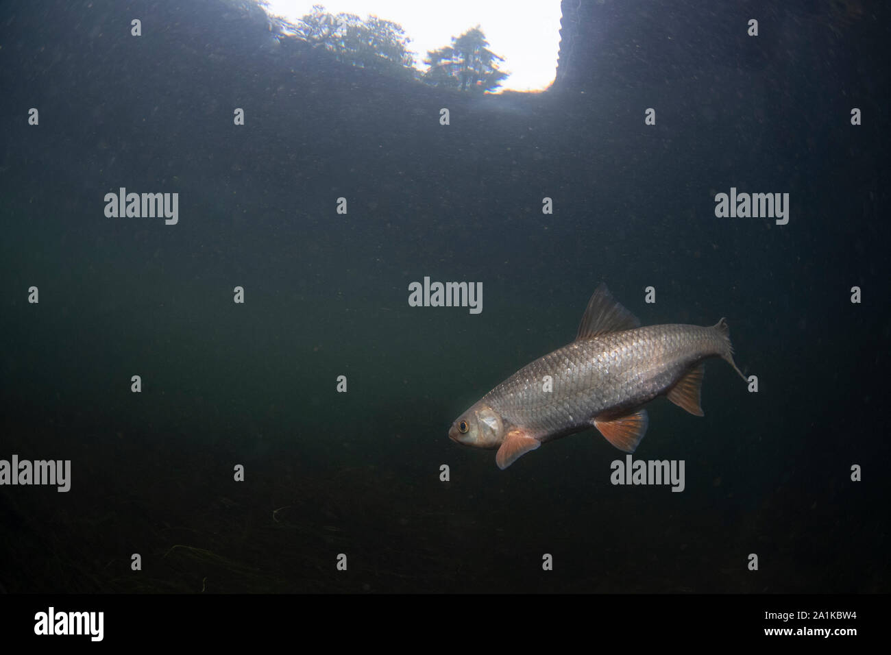 Hampshire avon fish hi-res stock photography and images - Alamy