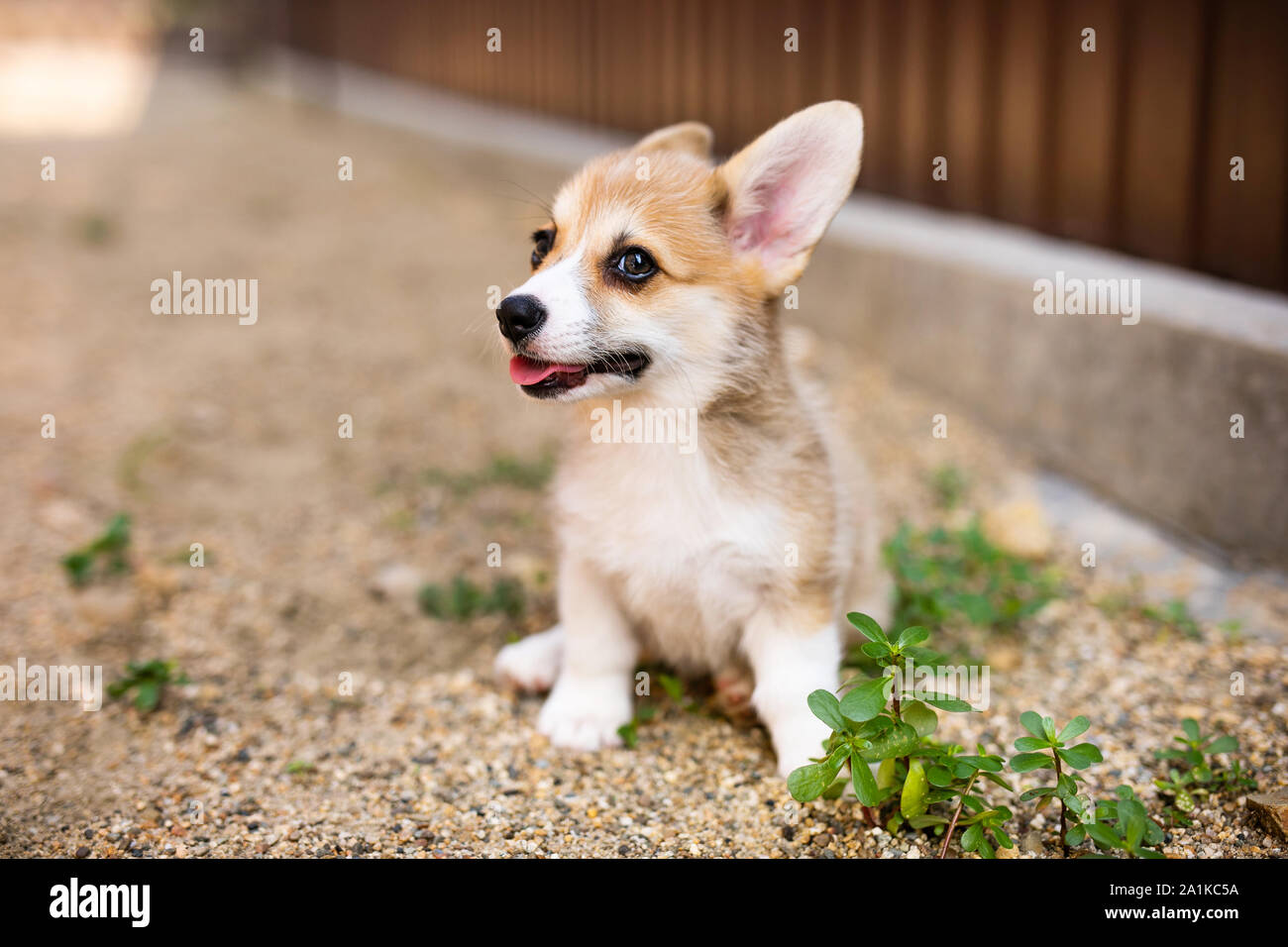 Baby Corgis Running