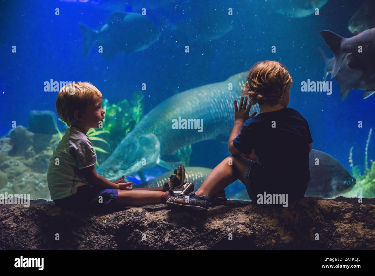 Boy looking at pet fish hi-res stock photography and images - Alamy