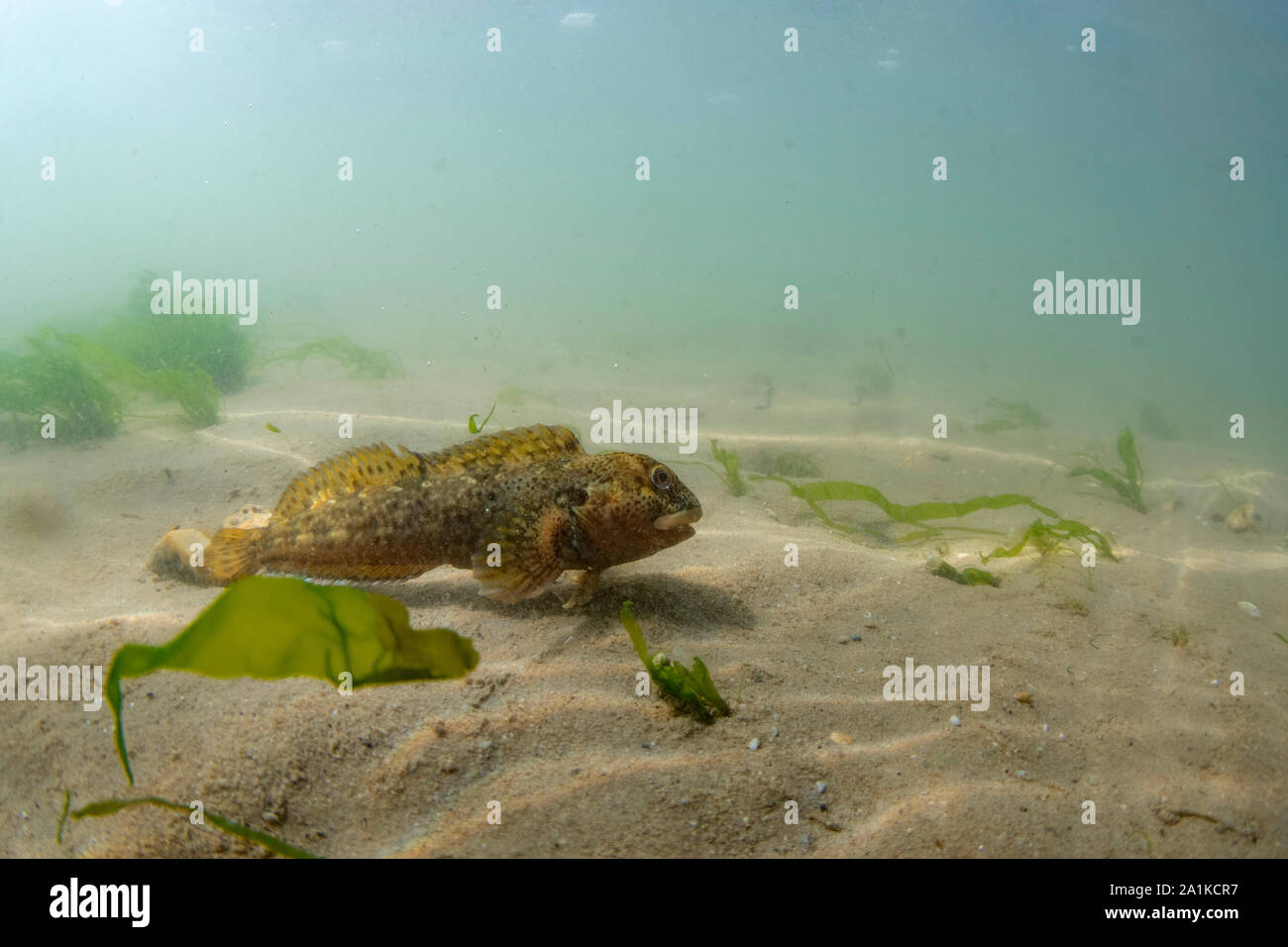 Shanny, Lipophrys pholis, sea bed under pier, dorset, september Stock ...