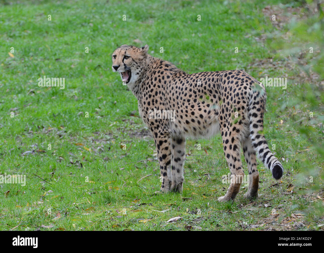Cheetah teeth hi-res stock photography and images - Alamy