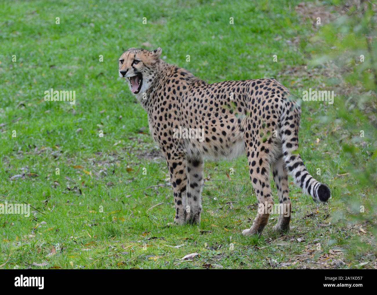 Cheetah teeth hi-res stock photography and images - Alamy