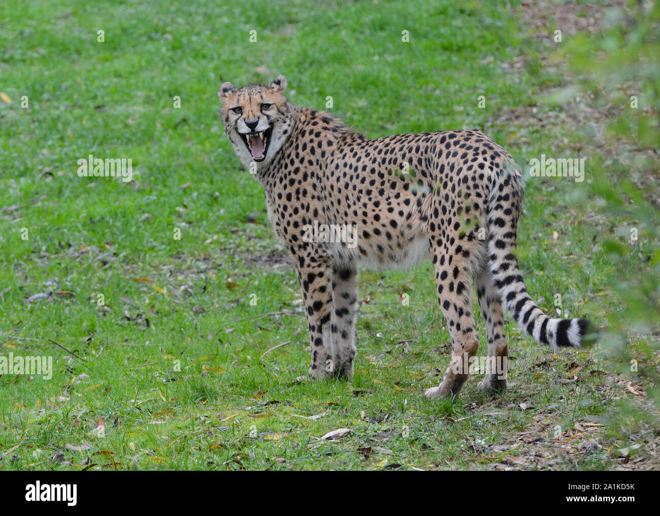 Cheetah teeth hi-res stock photography and images - Alamy