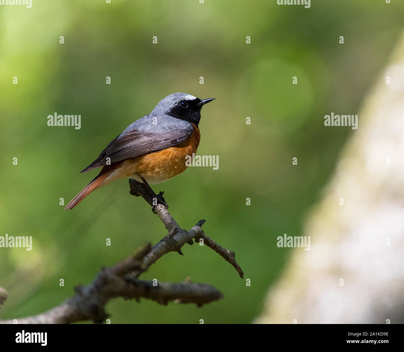 Male European Redstart (Phoenicurus phoenicurus) in a Western oak ...