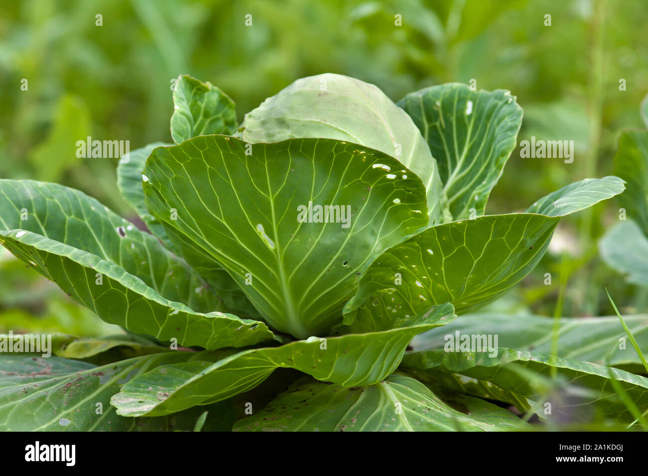 Cabbage head plant hi-res stock photography and images - Alamy