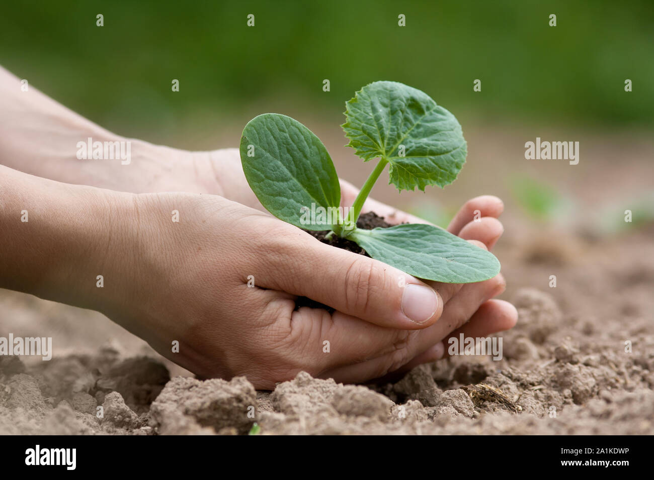 women hands holding seedling of vegetable marrow with soil Stock Photo ...
