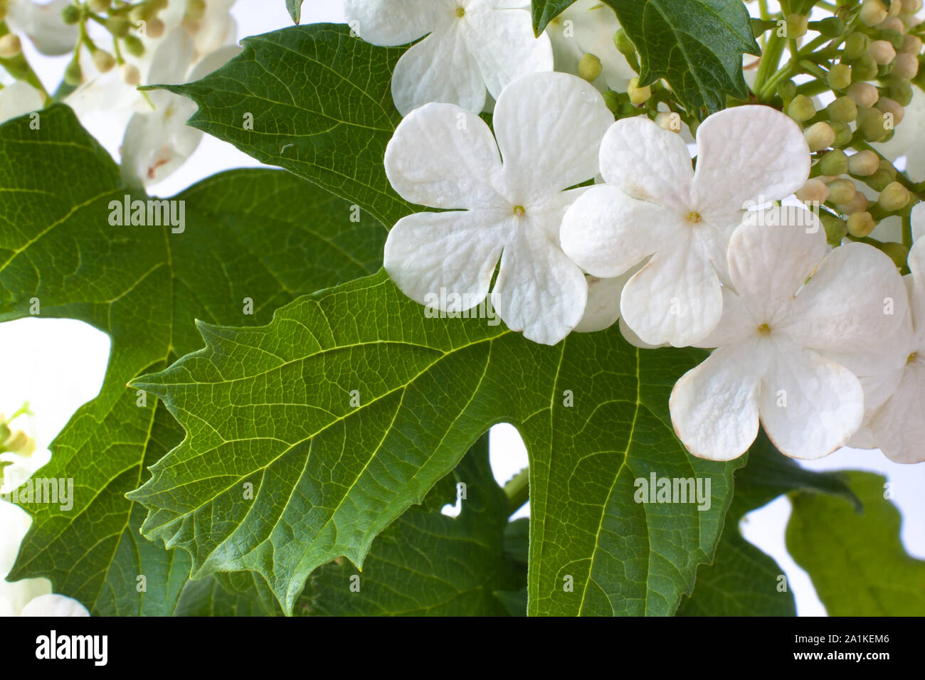 blooming snowball tree (Viburnum opulus) on white background Stock ...
