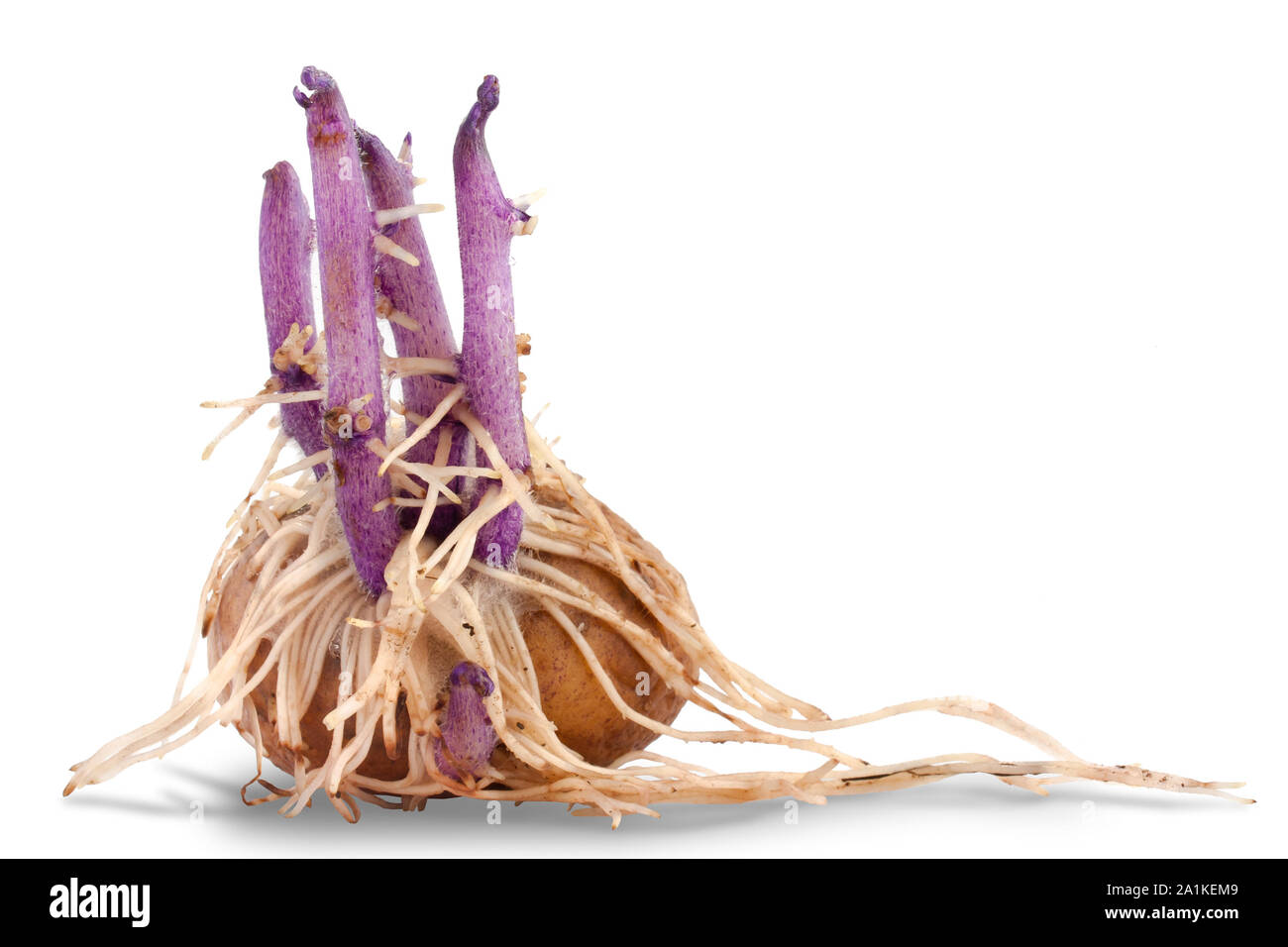 potato tuber with sprouts and roots on white background Stock Photo - Alamy