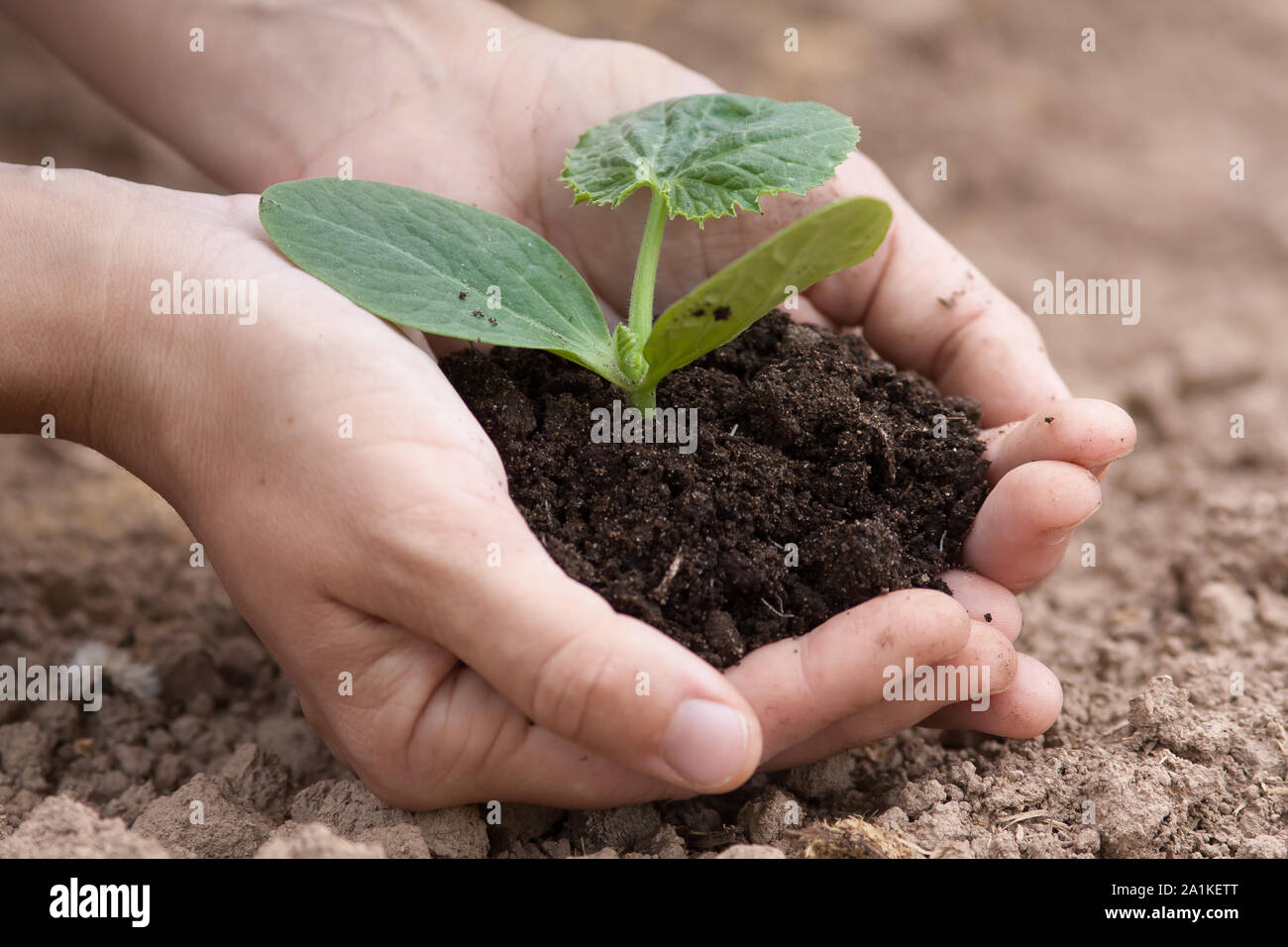 Hands holding plant seedling hi-res stock photography and images - Alamy