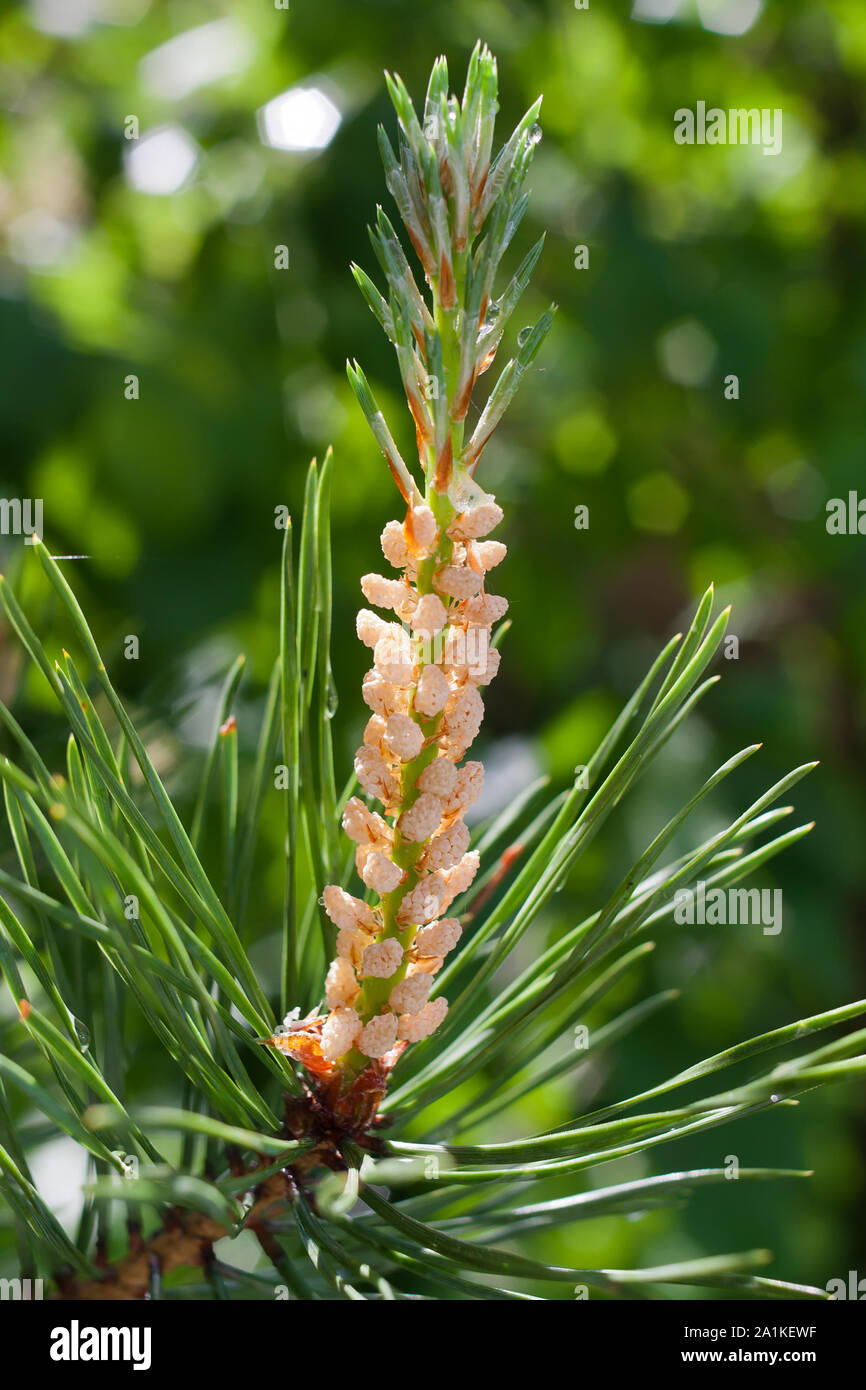 strobile on the pine branch (Pinus sylvestris Stock Photo - Alamy