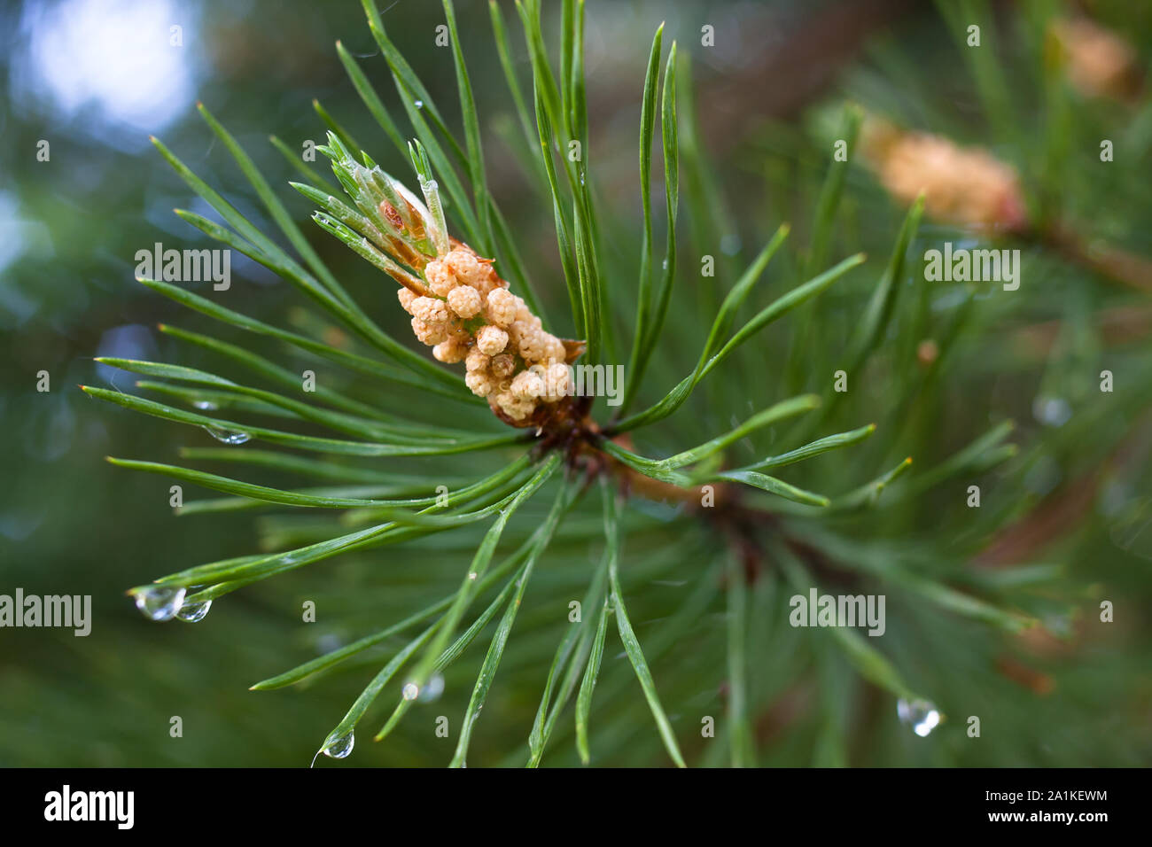 strobile on the pine branch (Pinus sylvestris Stock Photo - Alamy