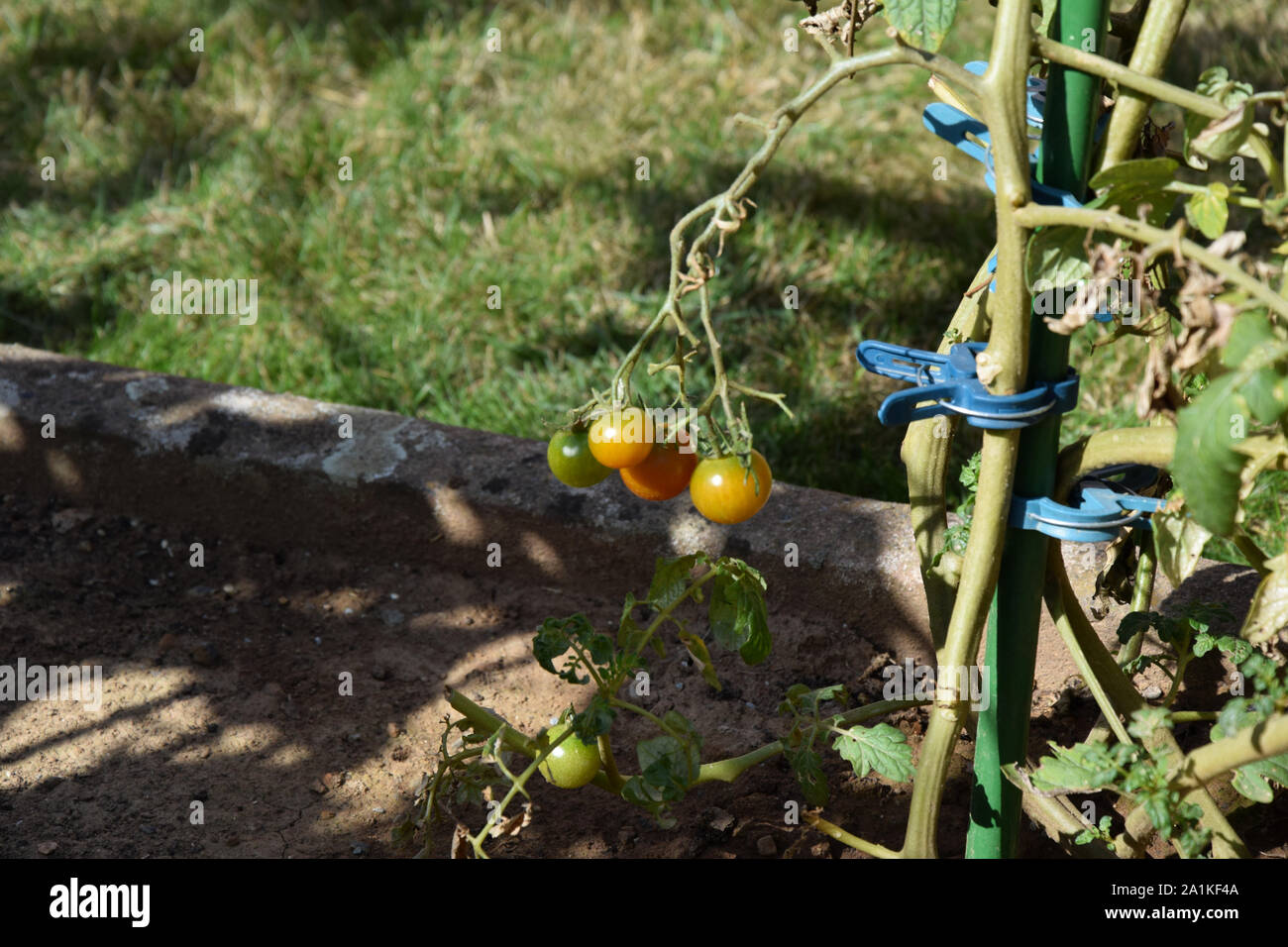 Growing Tomatoes in Your Own Garden - Environment and Healthy Food ...