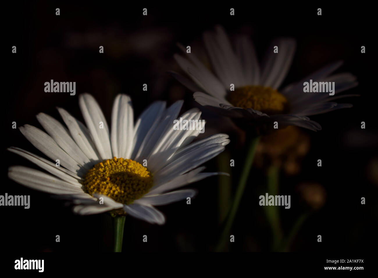 Two 2 Daisies in the glistening sunshine Stock Photo - Alamy