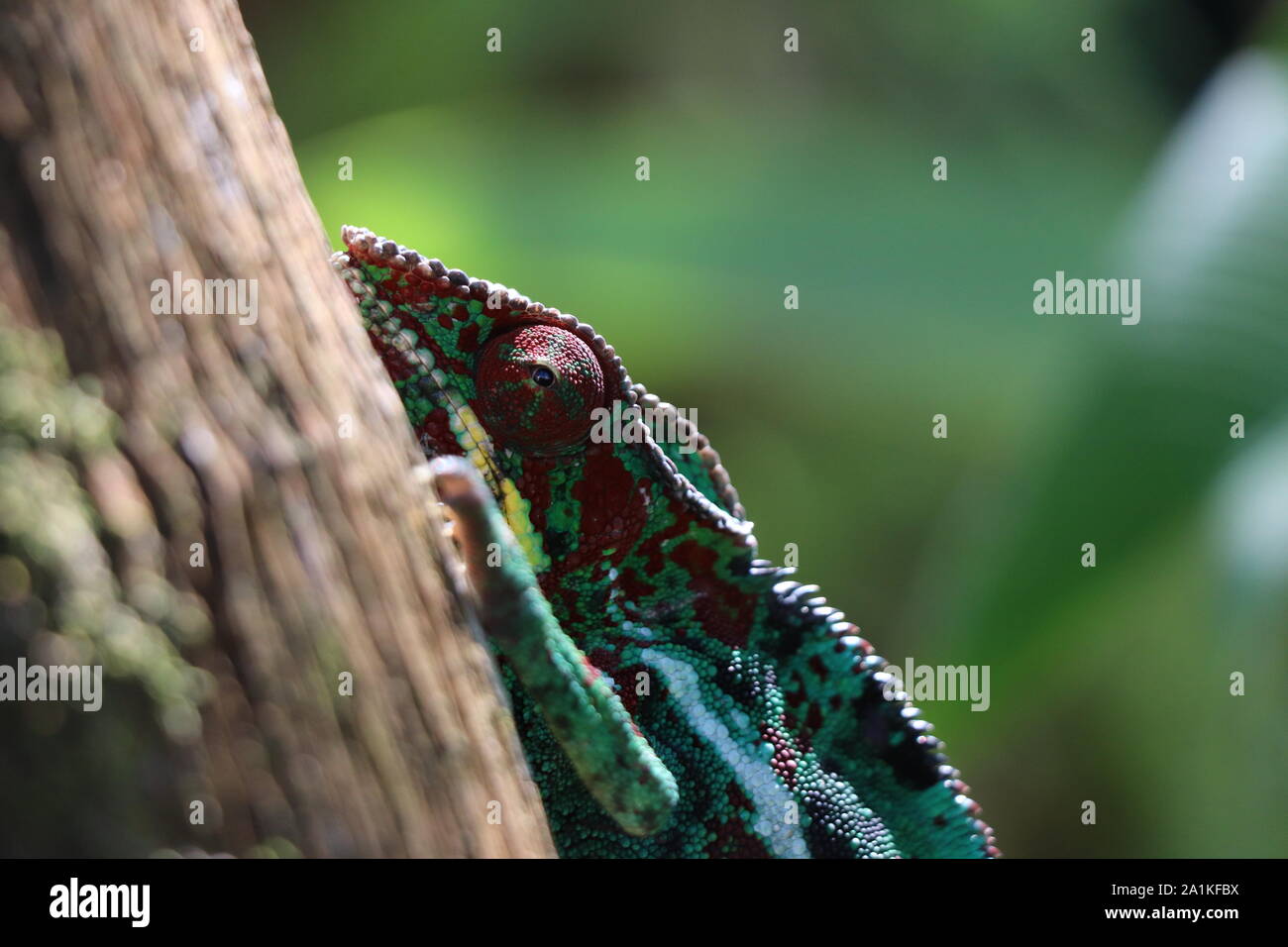 Red color insect hi-res stock photography and images - Alamy