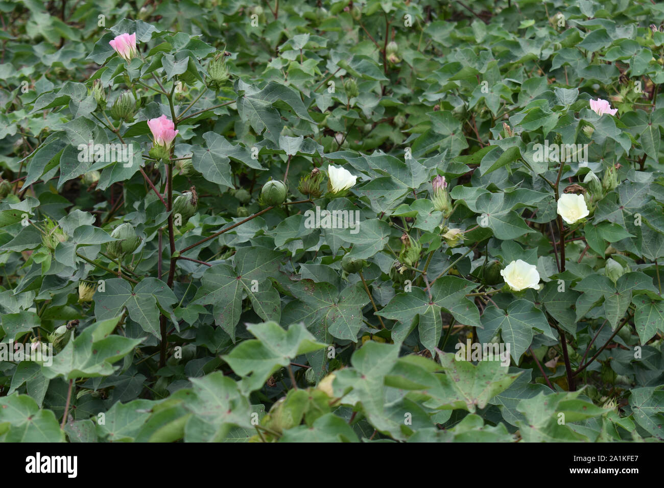 A North Carolina Cotton Field in Bloom Stock Photo - Alamy