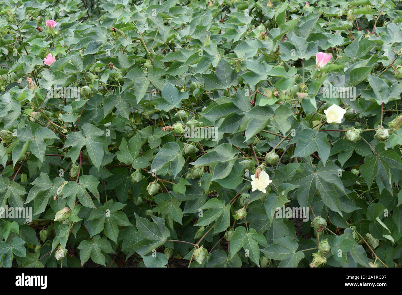 A North Carolina Cotton Field in Bloom Stock Photo - Alamy