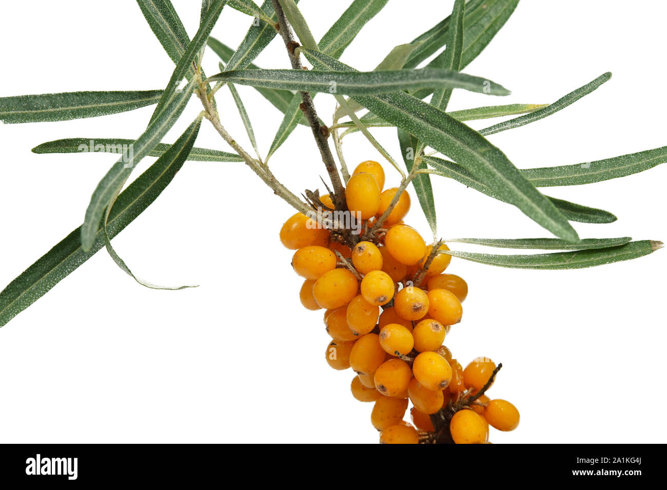 Hippophae rhamnoides Cut Out Stock Images & Pictures - Alamy