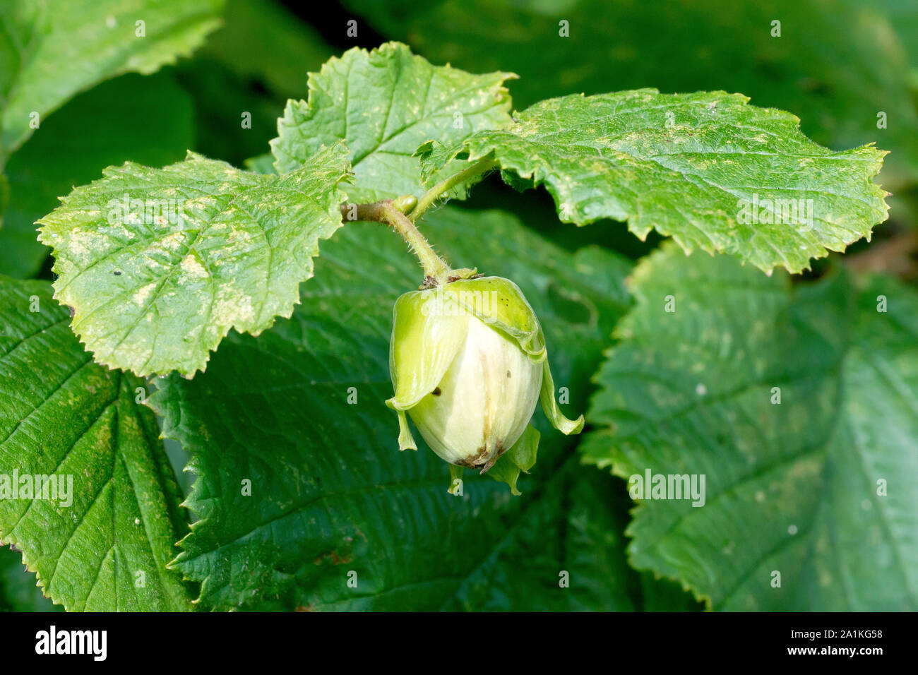 Cobnut tree hi-res stock photography and images - Alamy
