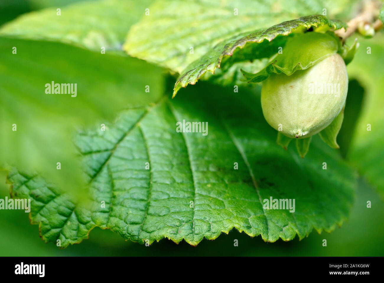 Cobnut hi-res stock photography and images - Alamy