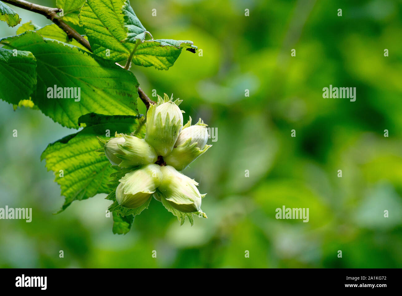 Cobnut hi-res stock photography and images - Alamy
