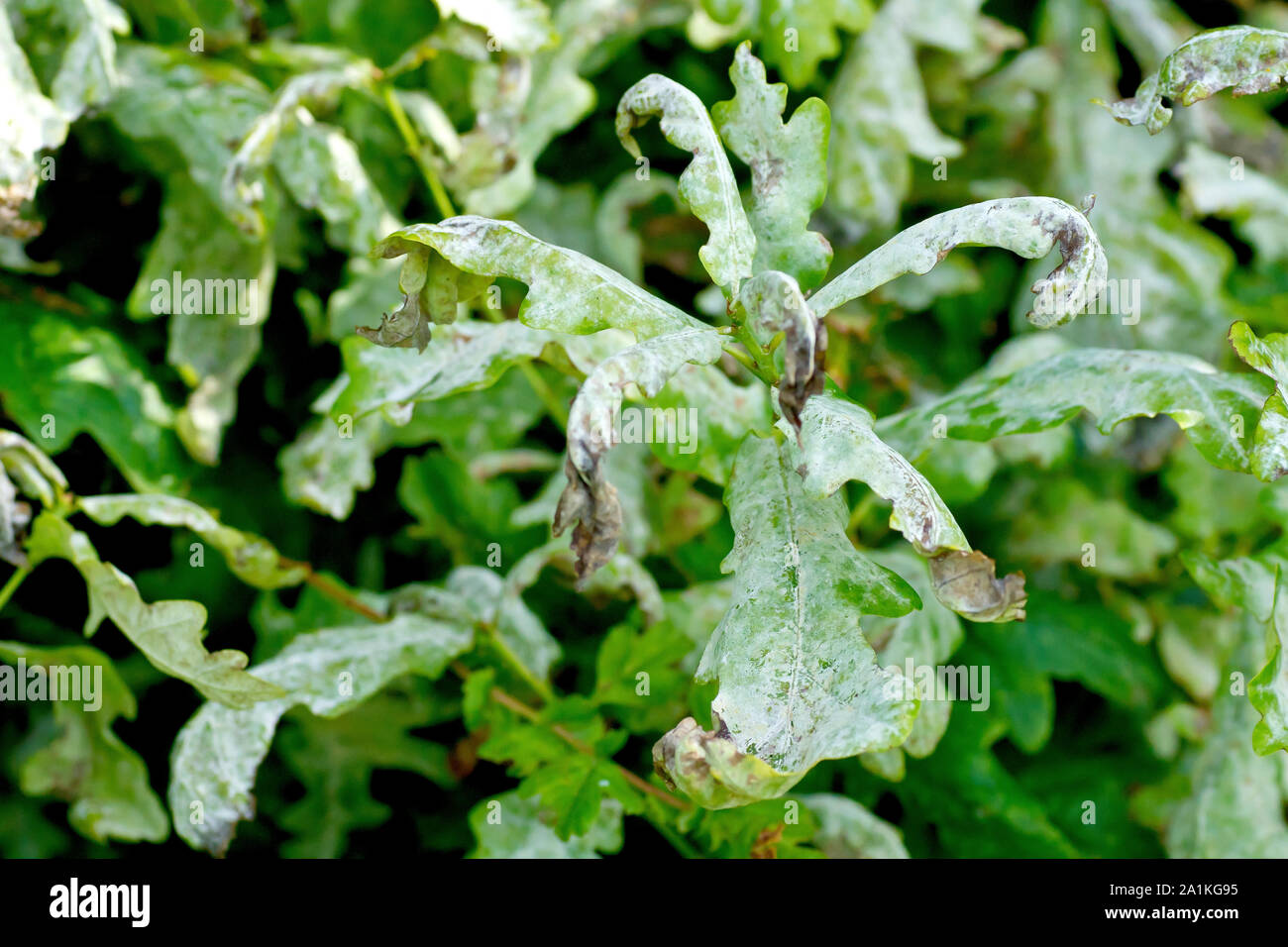Oak tree fungus disease hi-res stock photography and images - Alamy