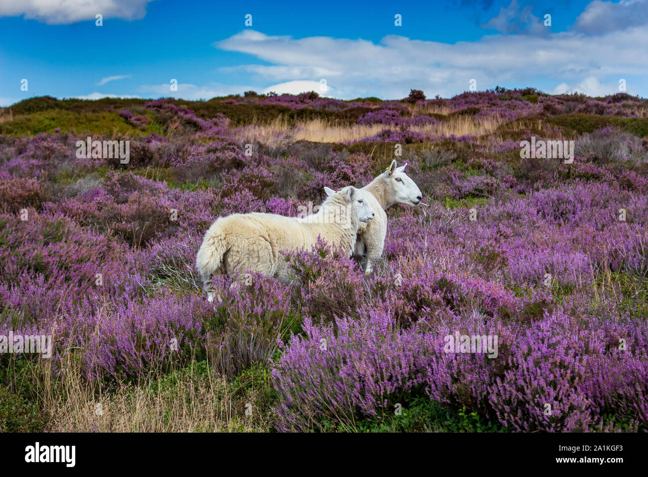 Cattle flowers growing growing wild free range lamb ram ewe hi-res ...