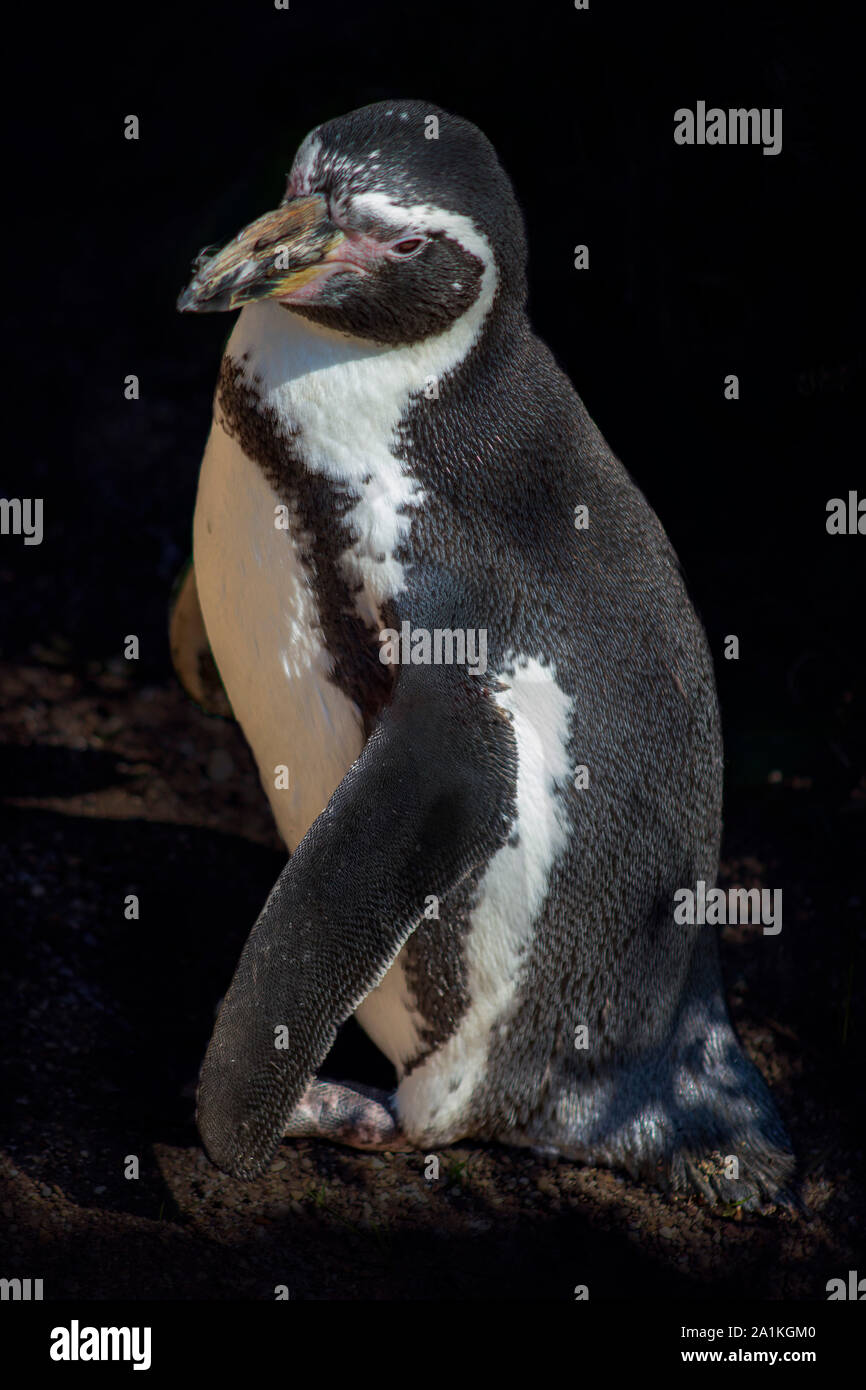 A Single black and white Penguin Stock Photo - Alamy