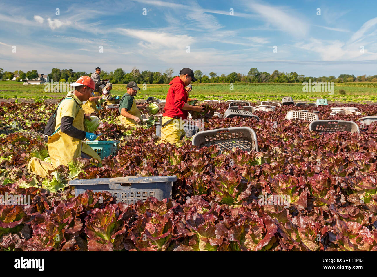Lettuce harvest hi-res stock photography and images - Alamy