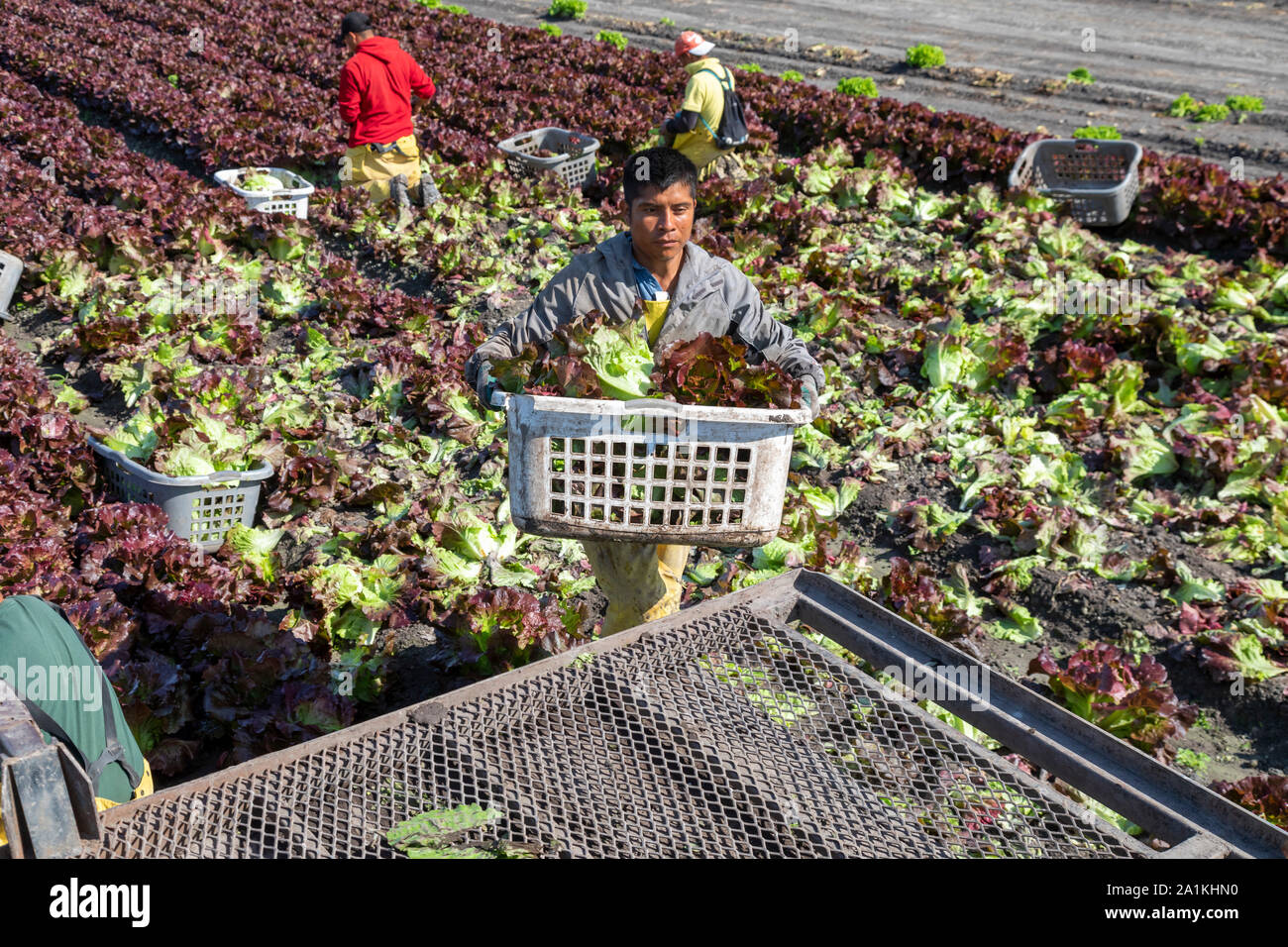 Agriculture labor hi-res stock photography and images - Alamy