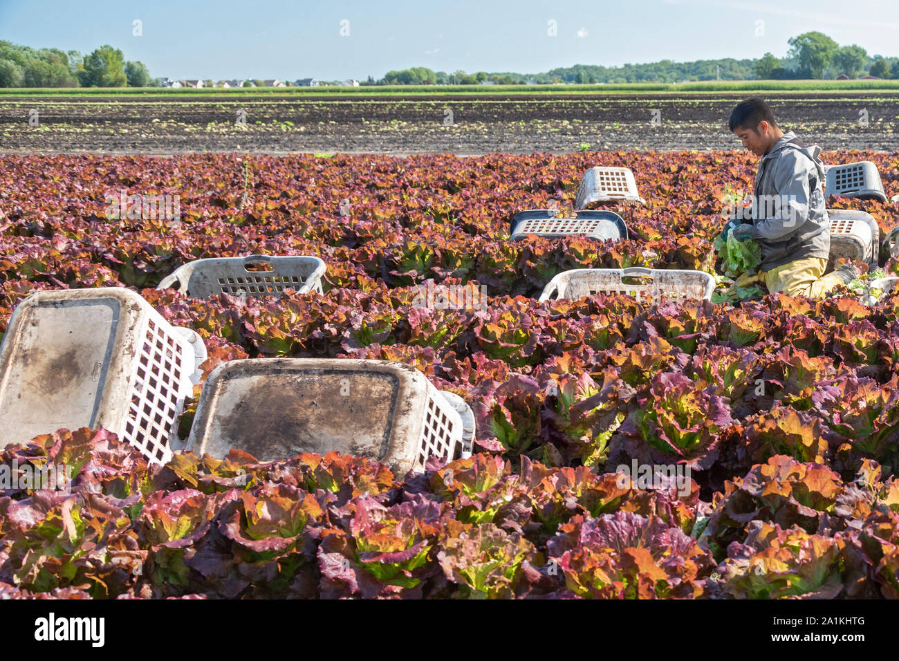Red leaf lettuce hi-res stock photography and images - Alamy