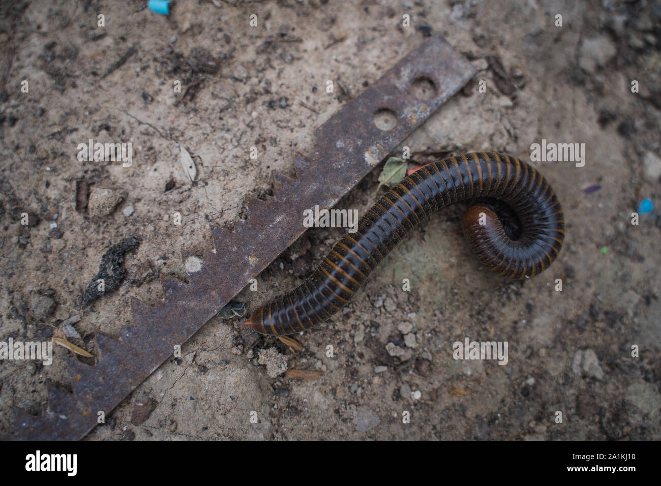 Black Diplopoda Arthropod High Resolution Stock Photography and Images ...