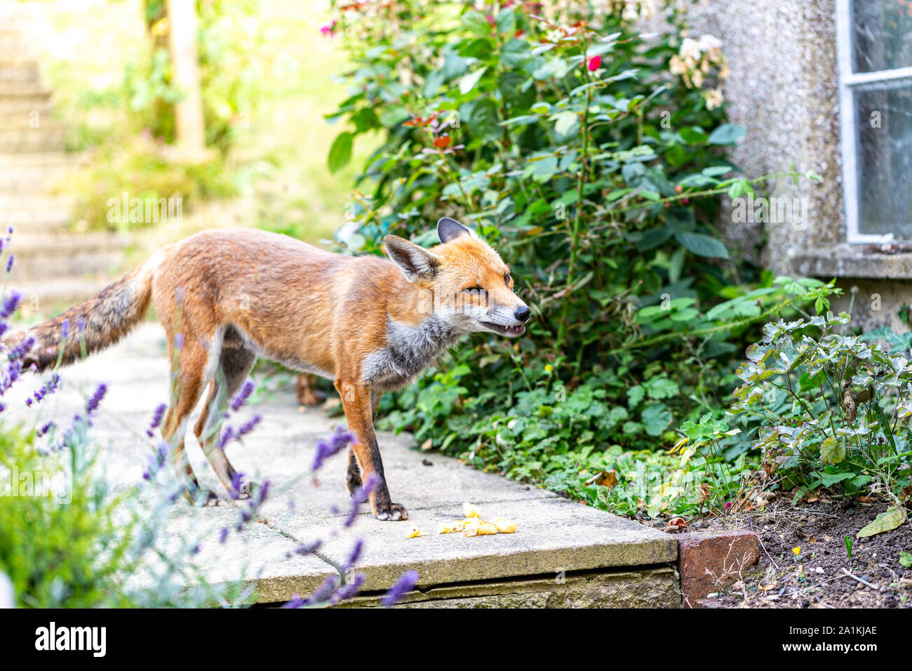 Put out leaves hi-res stock photography and images - Alamy