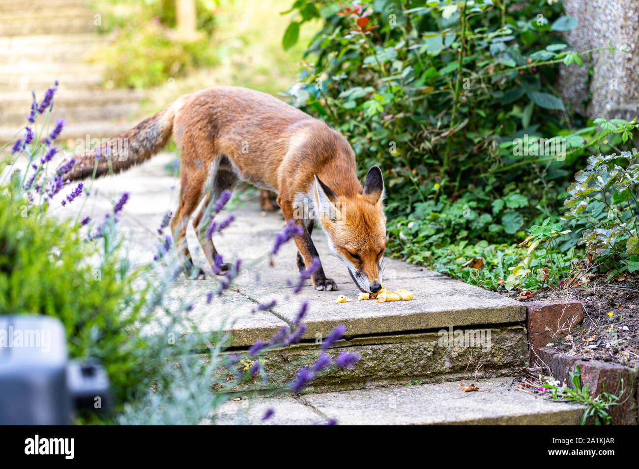 Fox eating hi-res stock photography and images - Alamy
