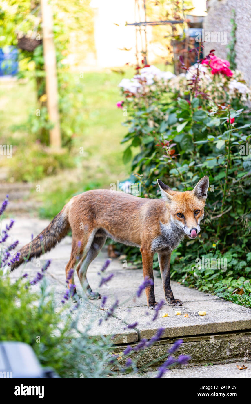 Fox eating hi-res stock photography and images - Alamy